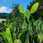 Shore Excursion Authentic Rural Mexican Experience - Final Thoughts: Is It Worth It?