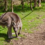 Shore Excursion Melbourne, Sights, Kangaroos, Koalas Lunch & Wine - What’s Included and What to Keep in Mind