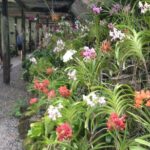 Shore Excursion-Wonders of Nadi Sightseeing Tour-Temple,Gardens,Markets&Shopping - FAQs