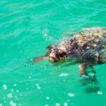 Sian Kaan Eco Adventure! Round Transportation From Playa Del Carmen - FAQs