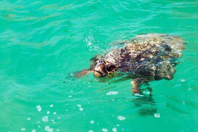 Sian Kaan Eco Adventure! Round Transportation From Playa Del Carmen - FAQs