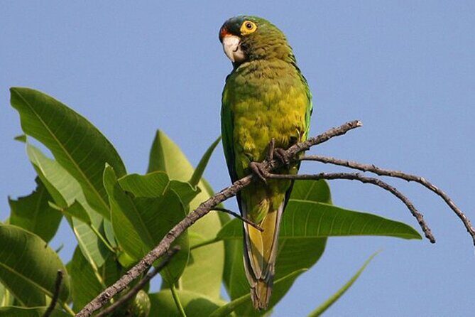 SIerra Madre Highland bird and Tuito - The Itinerary: What to Expect