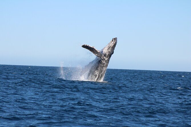Sighting whale tour in Los Cabos - Why This Tour Is a Great Choice