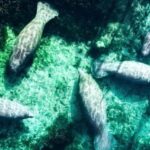 Silver Springs: Clear Kayak Manatee Season Tour - Why This Tour Is a Great Choice
