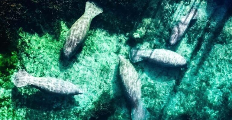 Silver Springs: Clear Kayak Manatee Season Tour - Why This Tour Is a Great Choice
