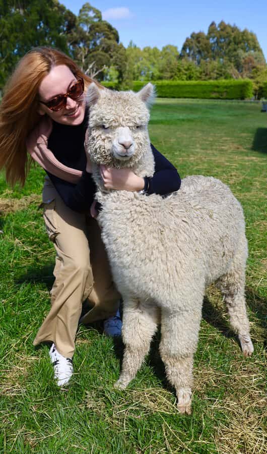 Silverstream Alpaca Farm Tour with Feeding and Guide - The Practicalities: What You Need to Know