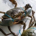 Singapore Chilli Mud Crab Cooking Class - A Closer Look at the Singapore Chilli Mud Crab Cooking Class