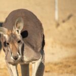 Sip and Animal Safari Experience in Fredericksburg - Detailed Itinerary Breakdown