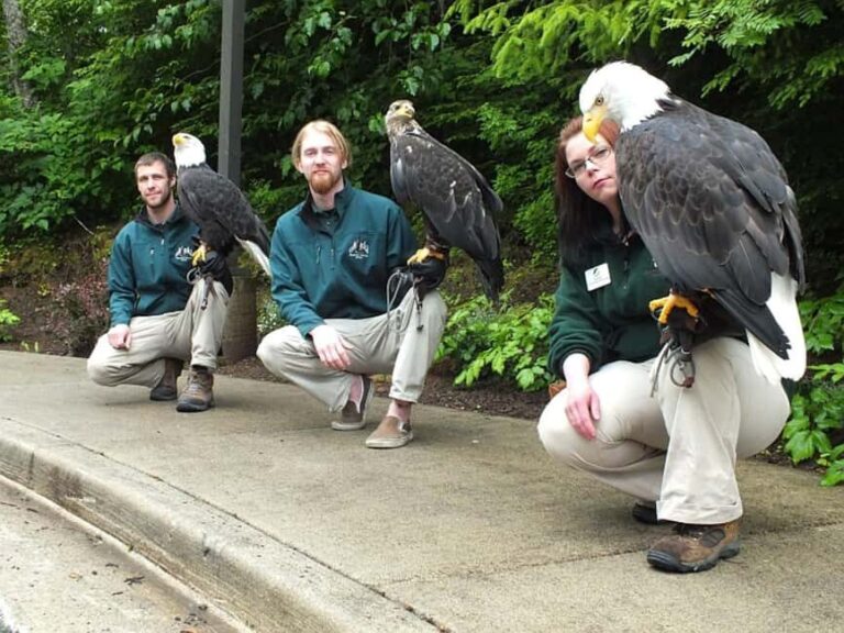 Sitka: Alaska Raptor Center Admission Ticket - The Experience: What Makes It Special