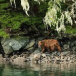 Sitka Whale Watch and Sea Otter Quest - The Sum Up