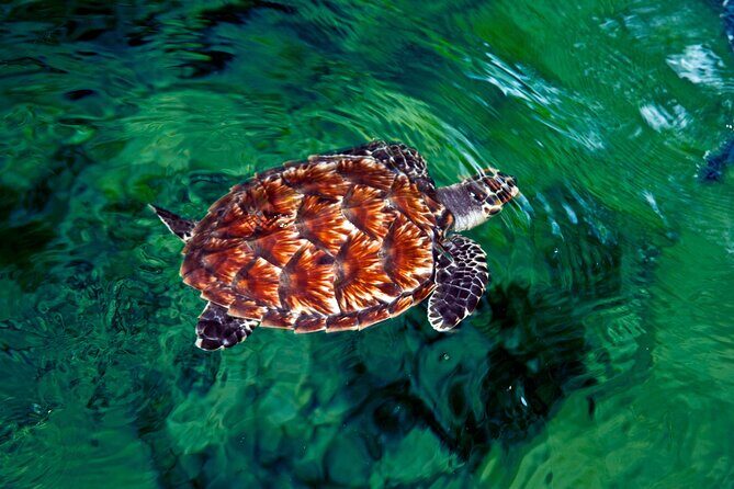 Skip the Line: Big Bula Waterpark Full Day Ticket - What You Cant Miss at Big Bula Waterpark