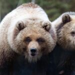 Skip the Line: Daily Admission at Woodland Park Zoo Ticket - Authentic Experiences from Visitors