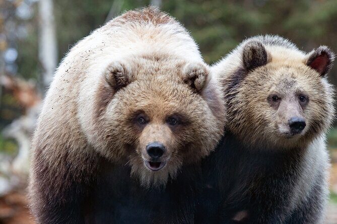 Skip the Line: Daily Admission at Woodland Park Zoo Ticket - Authentic Experiences from Visitors