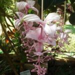 Skip the Line: Vallarta Botanical Garden Admission Ticket - Practical Tips for Visiting