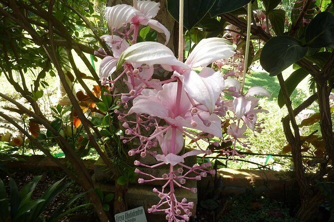 Skip the Line: Vallarta Botanical Garden Admission Ticket - Practical Tips for Visiting