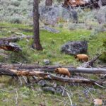 Slough Creek Naturalist Day Hike - Why the Price Reflects Value