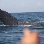 Small-Group Half-Day Whale-Watching Tour in Puerto Vallarta - Why Youll Love the Small-Group Whale-Watching Tour in Puerto Vallarta