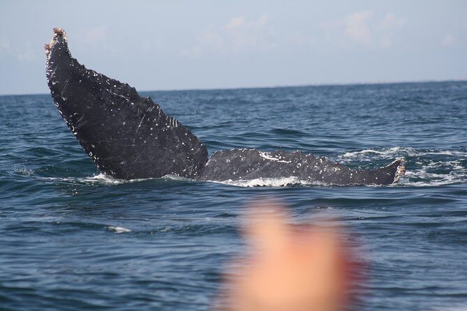 Small-Group Half-Day Whale-Watching Tour in Puerto Vallarta - Why Youll Love the Small-Group Whale-Watching Tour in Puerto Vallarta