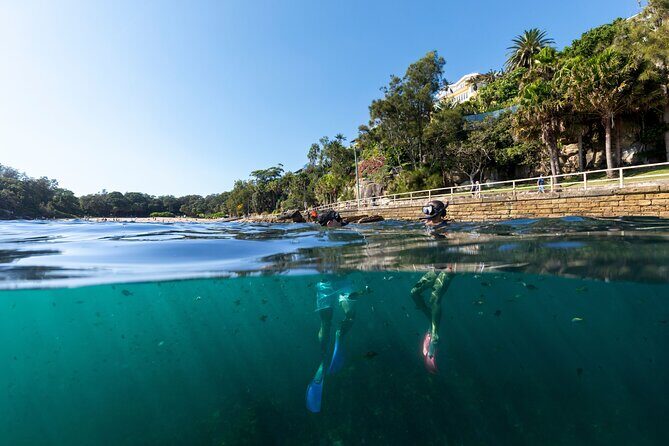 Small Group Manly Snorkel Tour and Nature Walk with Local Guide - Why This Tour Works for You