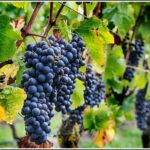 Small group - Napier Premium Wineries+ Beer tour -5.0 - 5.5 hours - Why This Tour Works