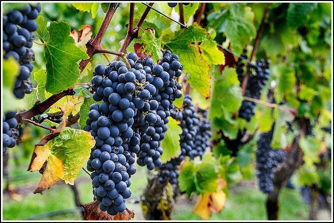 Small group - Napier Premium Wineries+ Beer tour -5.0 - 5.5 hours - Why This Tour Works