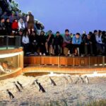 Small-Group Phillip Island Afternoon Day Trip from Melbourne - Final Thoughts: Is This Tour Right for You?