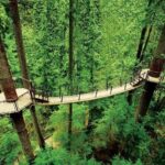 Small Group Tour: Vancouver Sightseeing and Capilano Suspension Bridge - What to Expect from the Vancouver Sightseeing and Capilano Suspension Bridge Tour