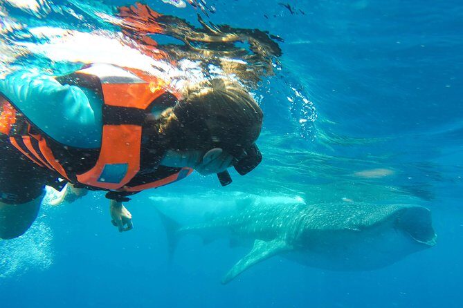Small Group Whale Shark Encounter - 10 years in business - Practical Tips for Your Whale Shark Adventure