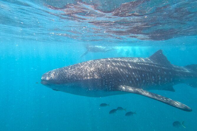 Small group whale shark experiences in La Paz - Final Thoughts