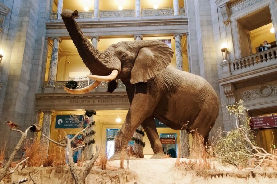 Smithsonian Natural History Museum Tour Semi-Private 8ppl - The Itinerary: What to Expect During Your Visit