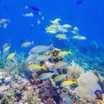 Snorkel at El Farito - The Lighthouse Reservation - Why This Tour is a Good Choice