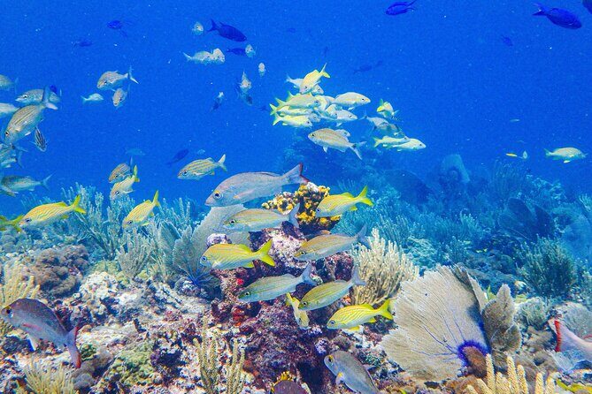 Snorkel at El Farito - The Lighthouse Reservation - Why This Tour is a Good Choice