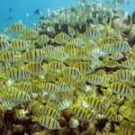 Snorkel & Explore Pelican Rock by Glass Boat + Photos - What Is Included and What Isn’t?