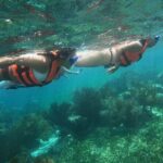 Snorkel in the beautiful reef of Puerto Morelos with transport - What’s Included and What’s Not
