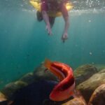 Snorkel Sydneys Stunning Marine Reserve on a Private Tour - Cost and Value