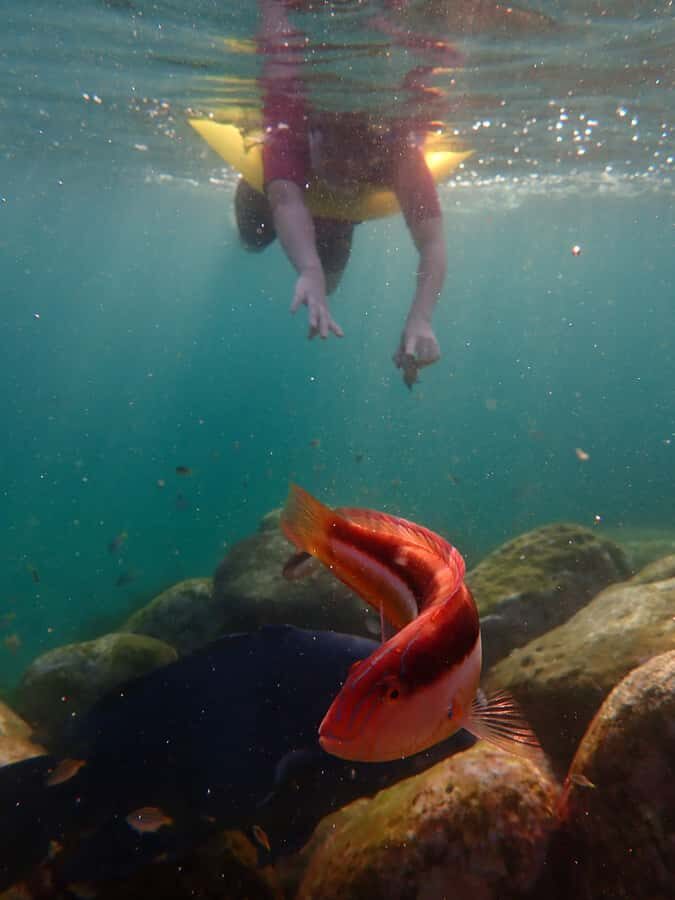 Snorkel Sydneys Stunning Marine Reserve on a Private Tour - Cost and Value