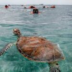 Snorkel Tulum: 2 reef point, 1 hour 20 minutes tour - Real Traveler Insights and Tips