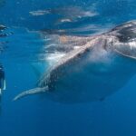 Snorkel with a Whale Shark In Los Cabos - What to Expect from the Tour