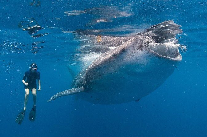 Snorkel with a Whale Shark In Los Cabos - What to Expect from the Tour
