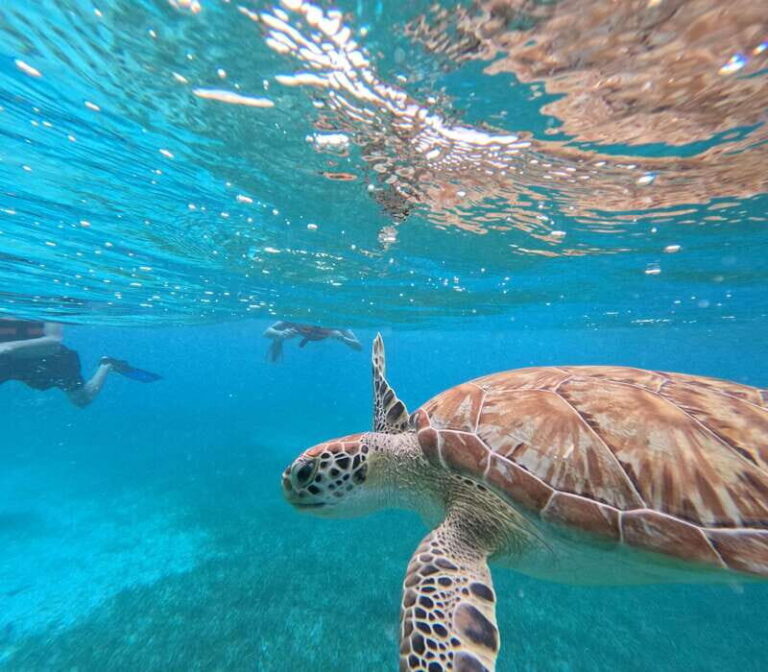 snorkel with tropical fish, reefs, and in search of turtles - Is This Tour Worth It?