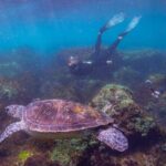Snorkel with Turtles Gold Coast - The Small-Group Advantage and Safety