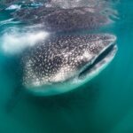 Snorkel with Whale Sharks in La Paz - Key Points