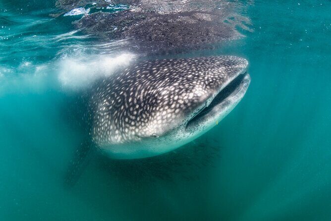 Snorkel with Whale Sharks in La Paz - Key Points