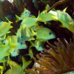 Snorkel Xtreme Cancun - The Practical Side: What You Need to Know