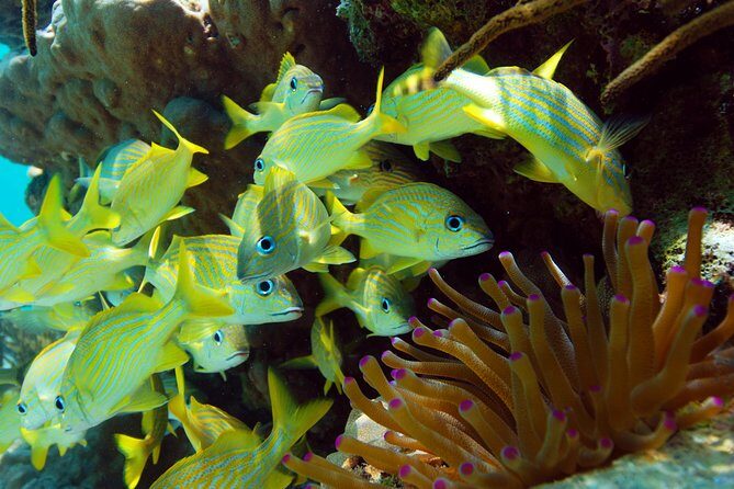 Snorkel Xtreme Cancun - The Practical Side: What You Need to Know