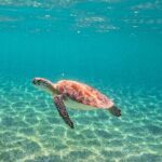 Snorkeling Adventure Swim with Sea Turtles at Akumal - Who This Tour Is Best For