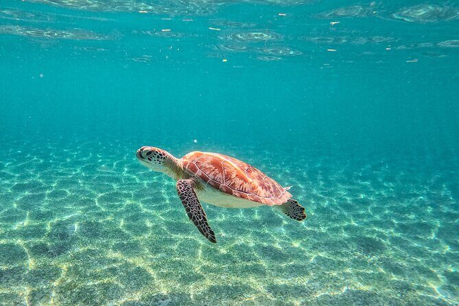 Snorkeling Adventure Swim with Sea Turtles at Akumal - Who This Tour Is Best For