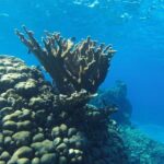 Snorkeling and Beach Club Access in Cozumel with Lunch - Practical Tips for Tour Participants