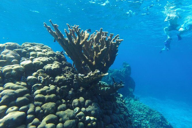 Snorkeling and Beach Club Access in Cozumel with Lunch - Practical Tips for Tour Participants