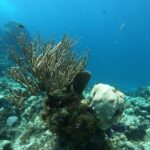 Snorkeling Experience Cozumel only from Playa del Carmen - Why This Tour Works for You